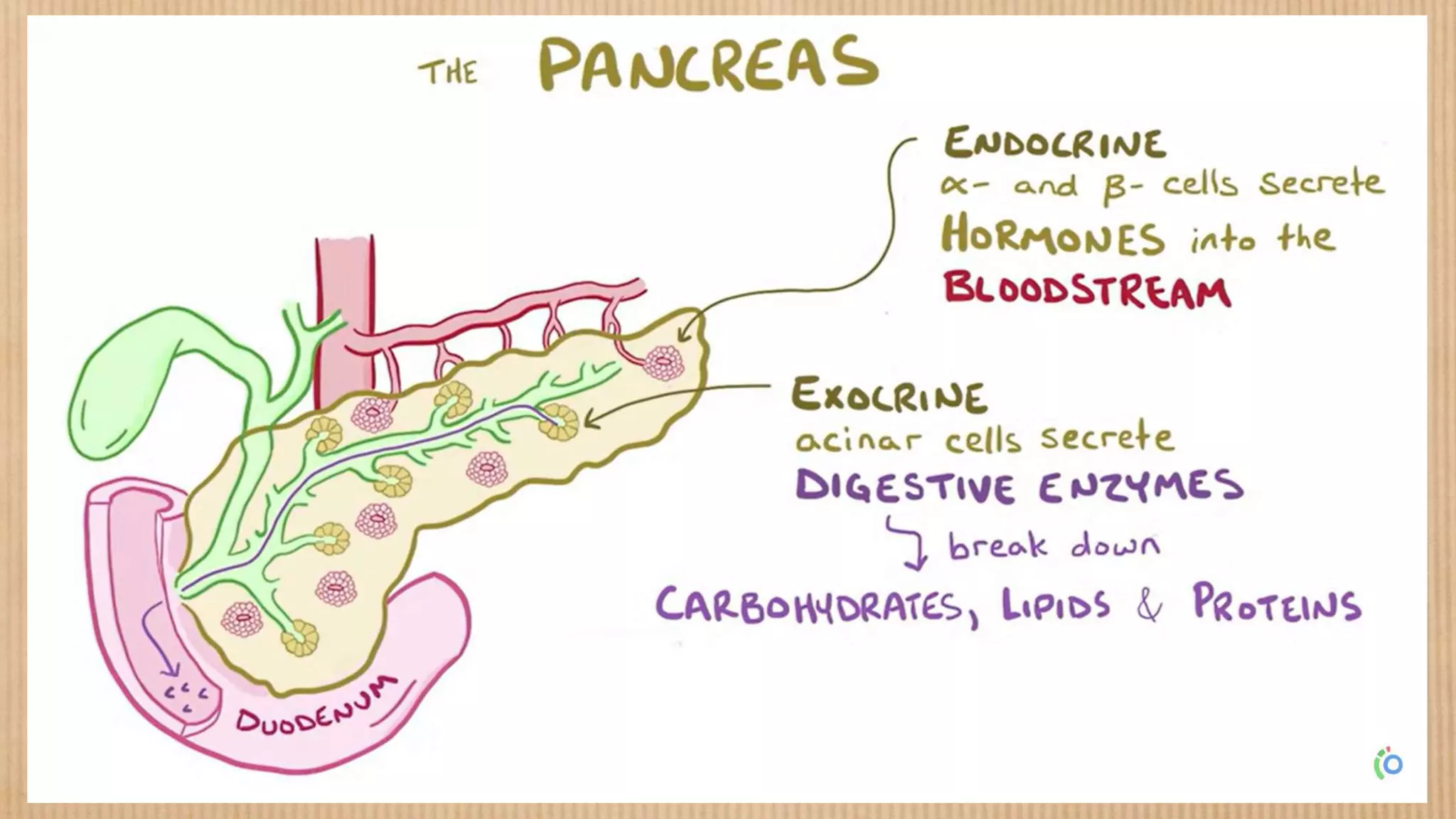 Chronic pancreatitis - histology.pptx