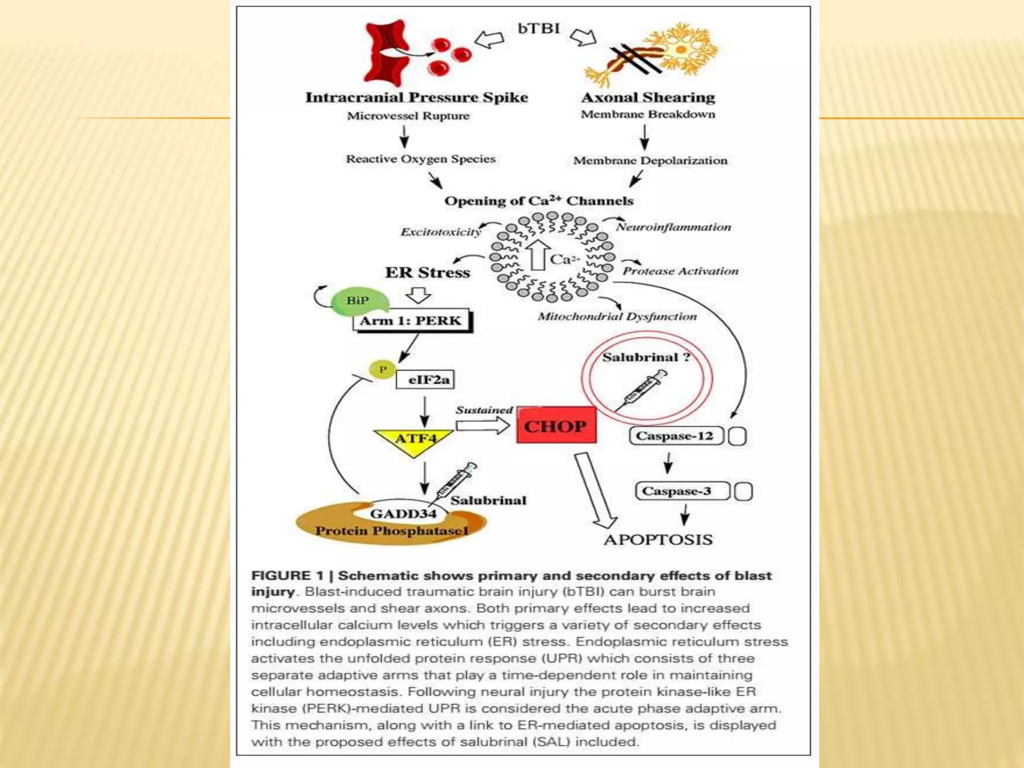 Chronic Traumatic Encephalopathy | PPTX