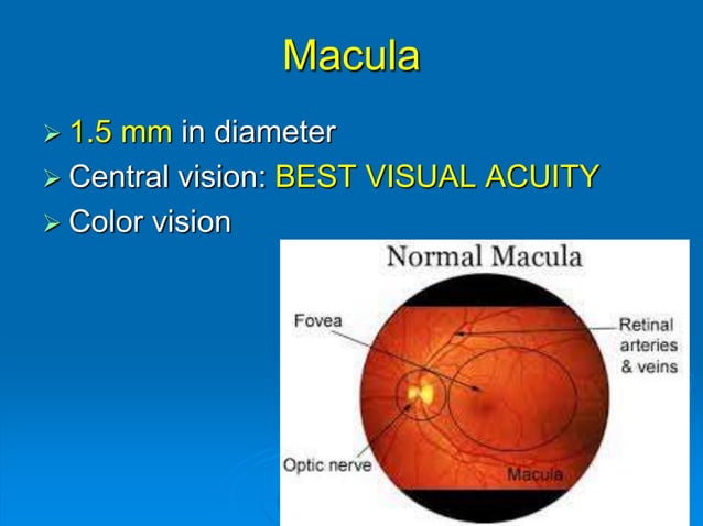 Chronic visual loss | PPTX