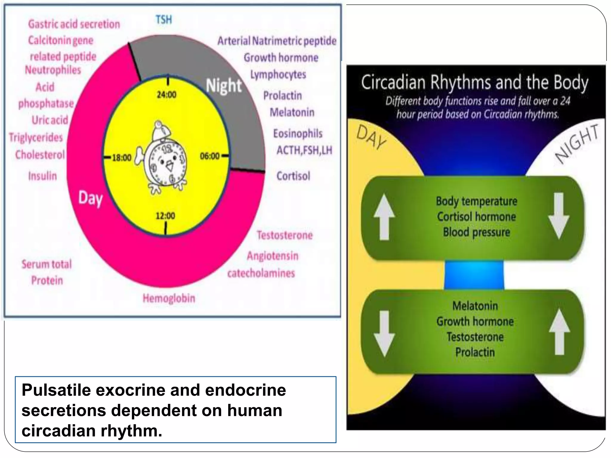 Chronobiology | PPTX