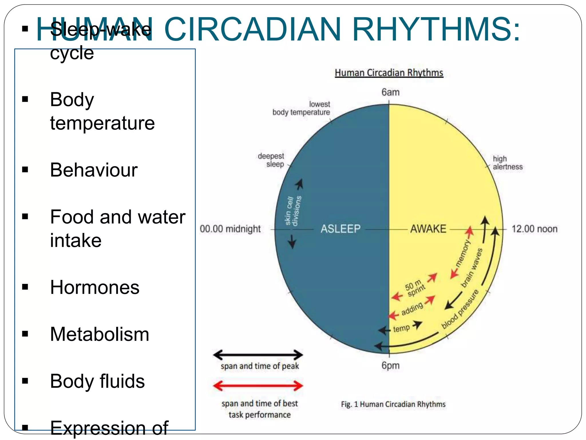 Chronobiology | PPTX
