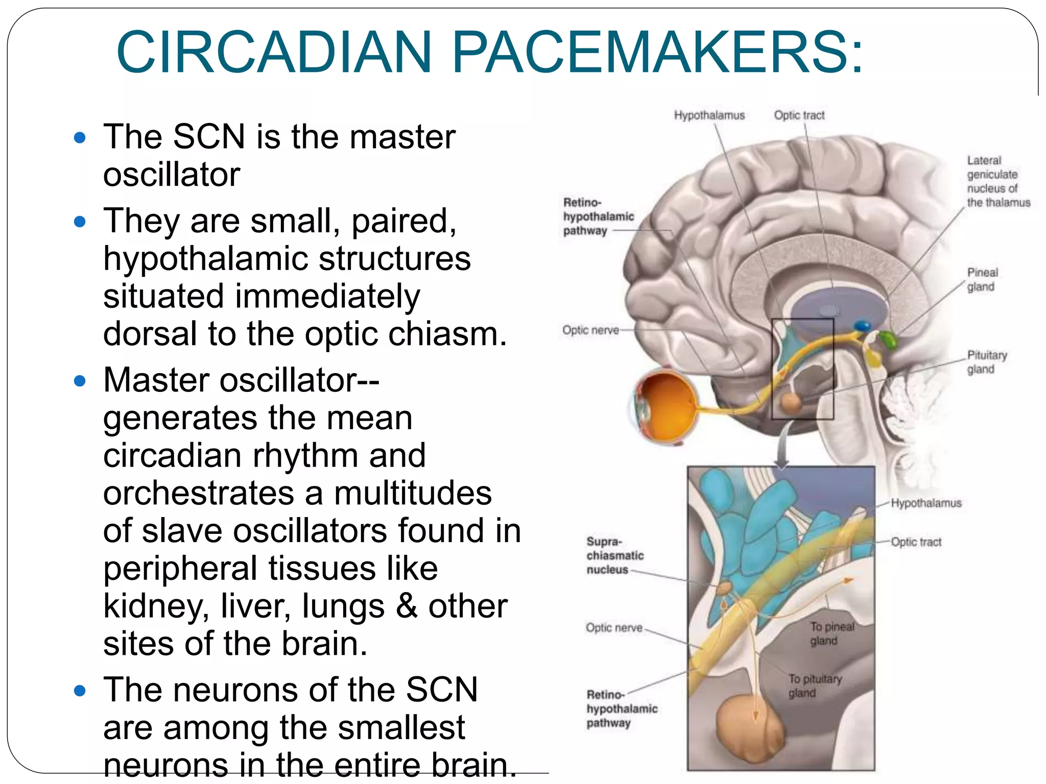 Chronobiology | PPTX