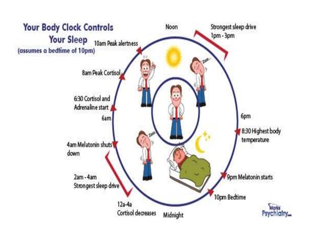 Chronobiology of fatigue disorders | PPT