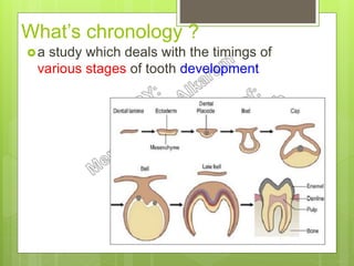 Chronology of odontogenesis and age determination from radiograph.pptx