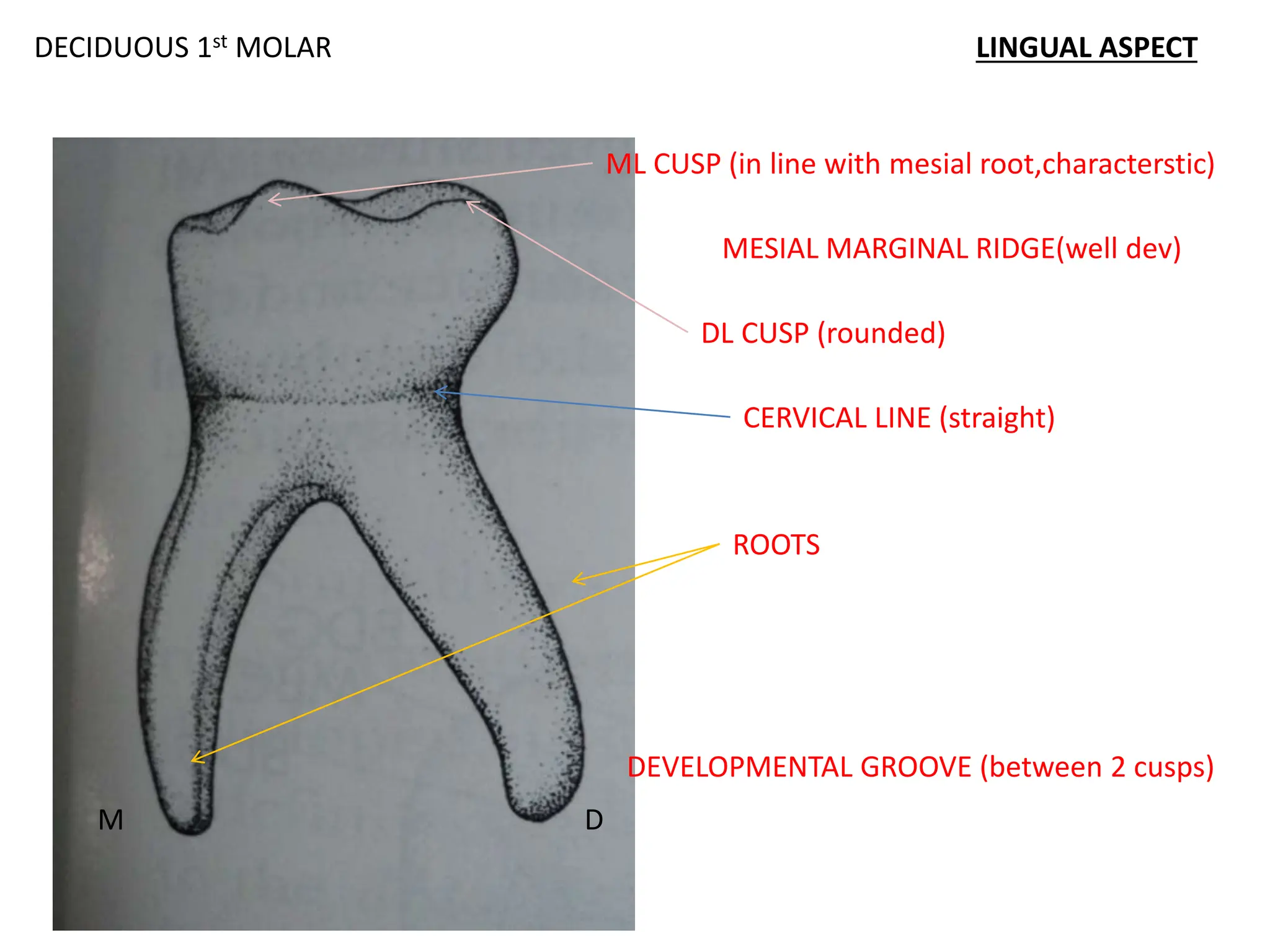 CHRONOLOGY AND MORPHOLOGY OF DECIDUOUS MANDIBULAR POSTERIORS.pptx