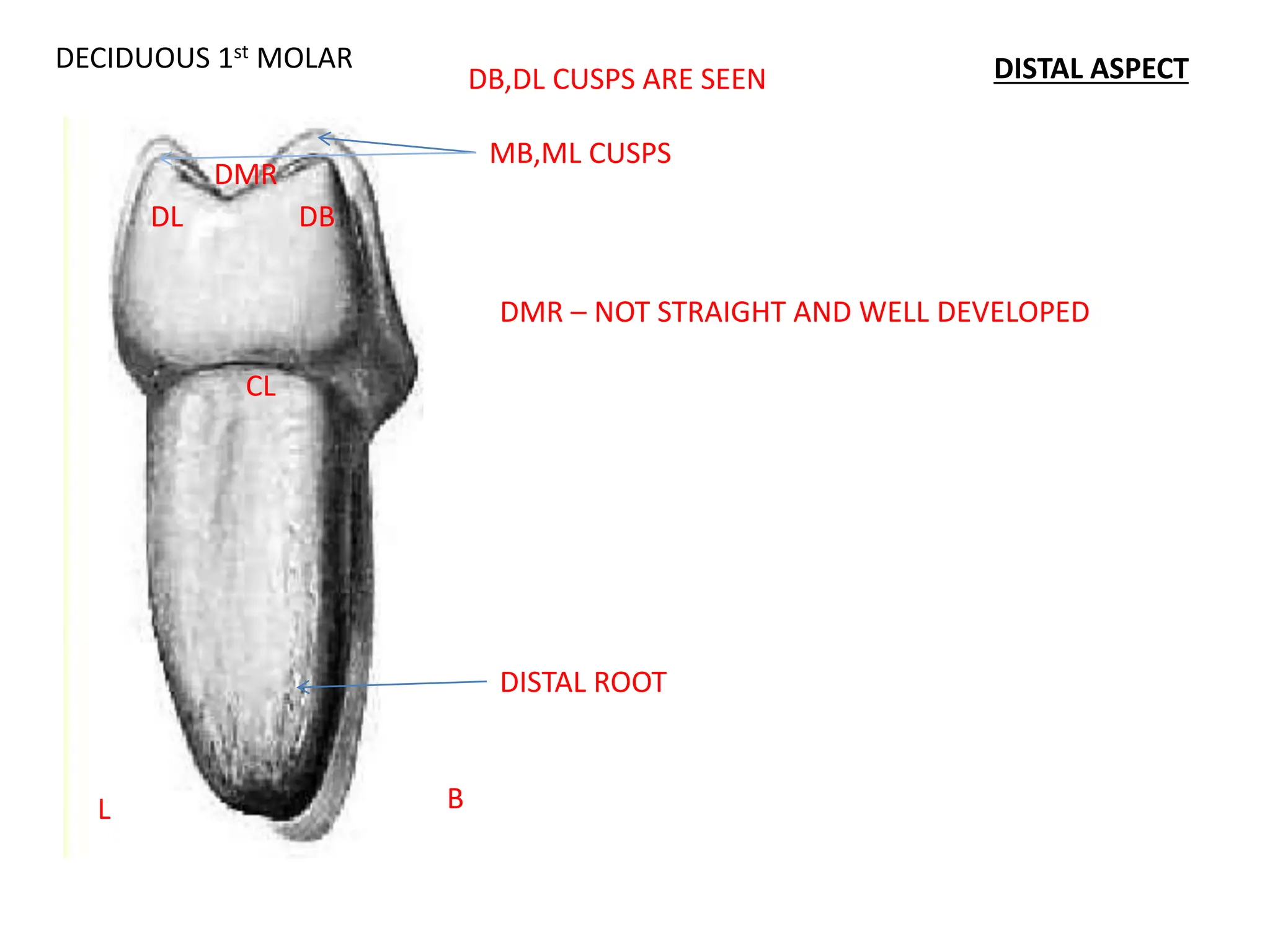 CHRONOLOGY AND MORPHOLOGY OF DECIDUOUS MANDIBULAR POSTERIORS.pptx