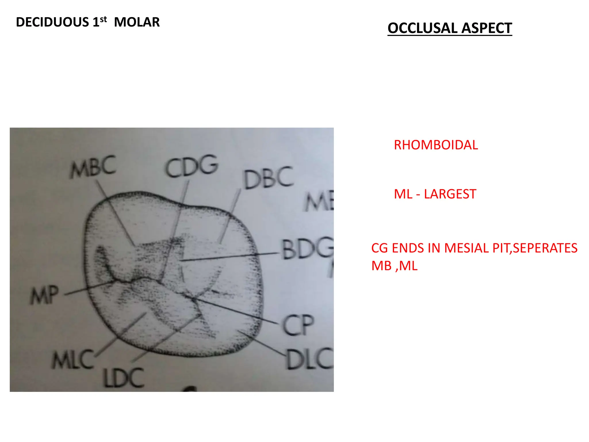 CHRONOLOGY AND MORPHOLOGY OF DECIDUOUS MANDIBULAR POSTERIORS.pptx