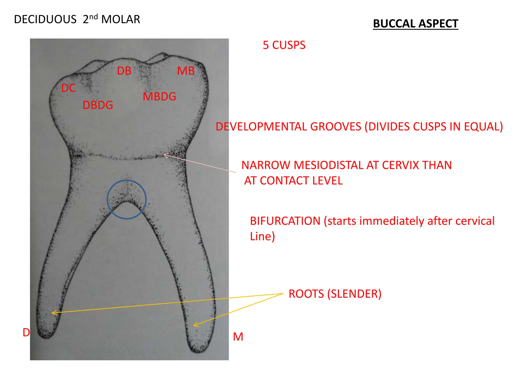 CHRONOLOGY AND MORPHOLOGY OF DECIDUOUS MANDIBULAR POSTERIORS.pptx