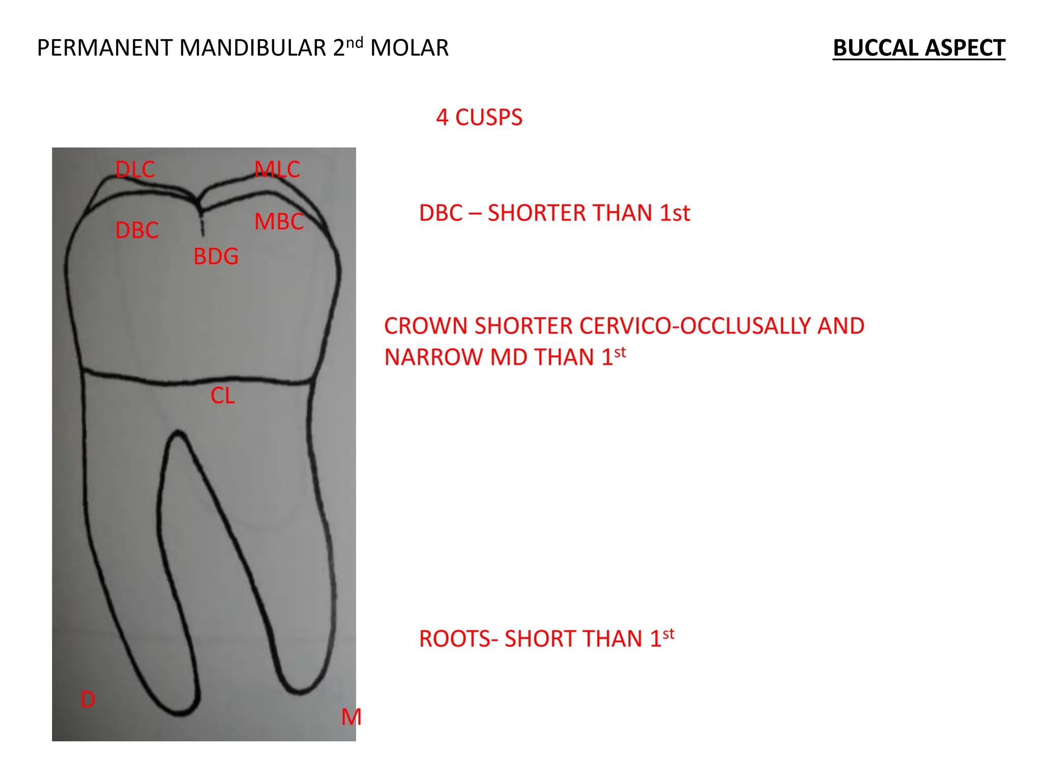 CHRONOLOGY AND MORPHOLOGY OF DECIDUOUS MANDIBULAR POSTERIORS.pptx