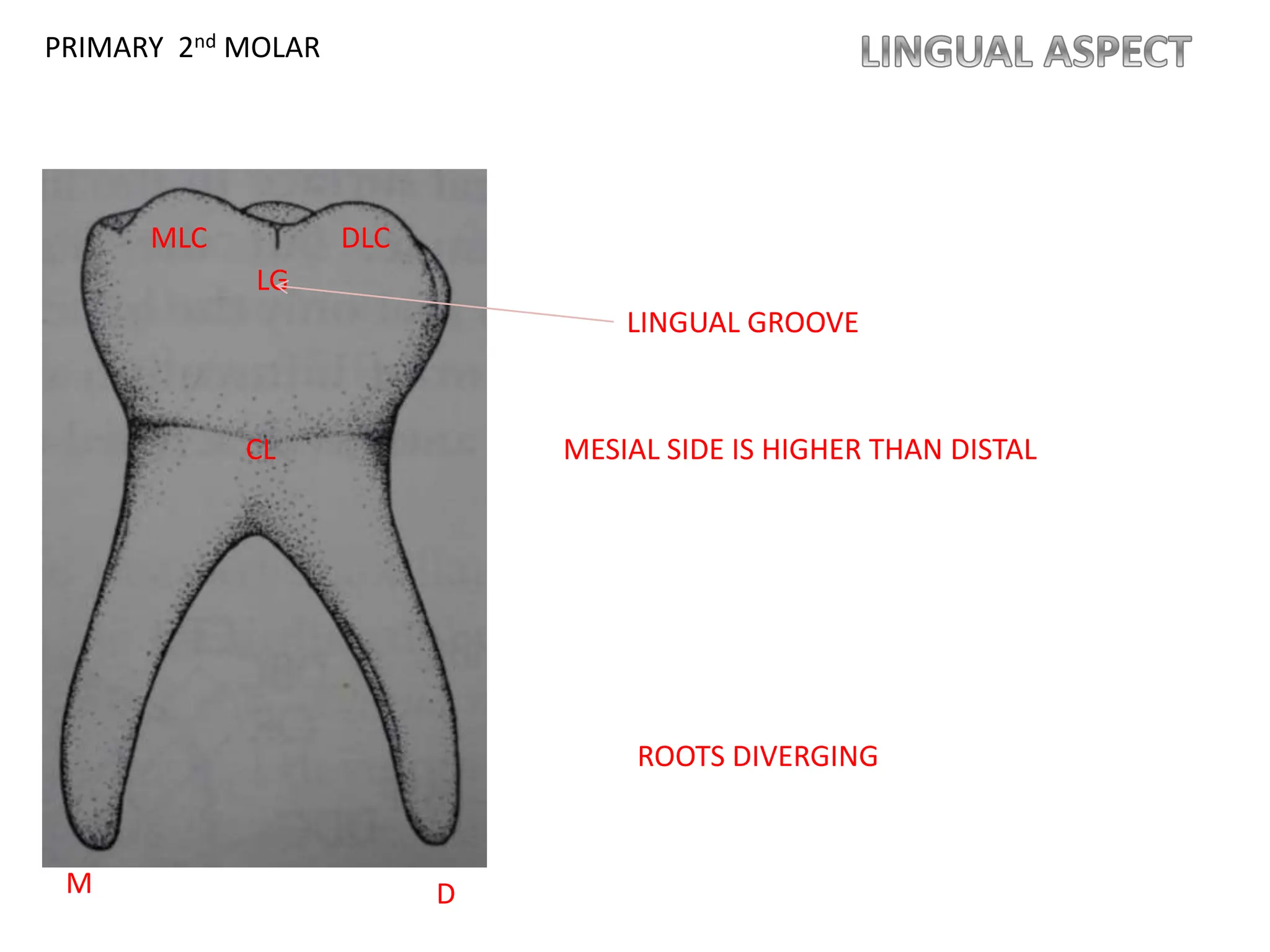 CHRONOLOGY AND MORPHOLOGY OF DECIDUOUS MANDIBULAR POSTERIORS.pptx