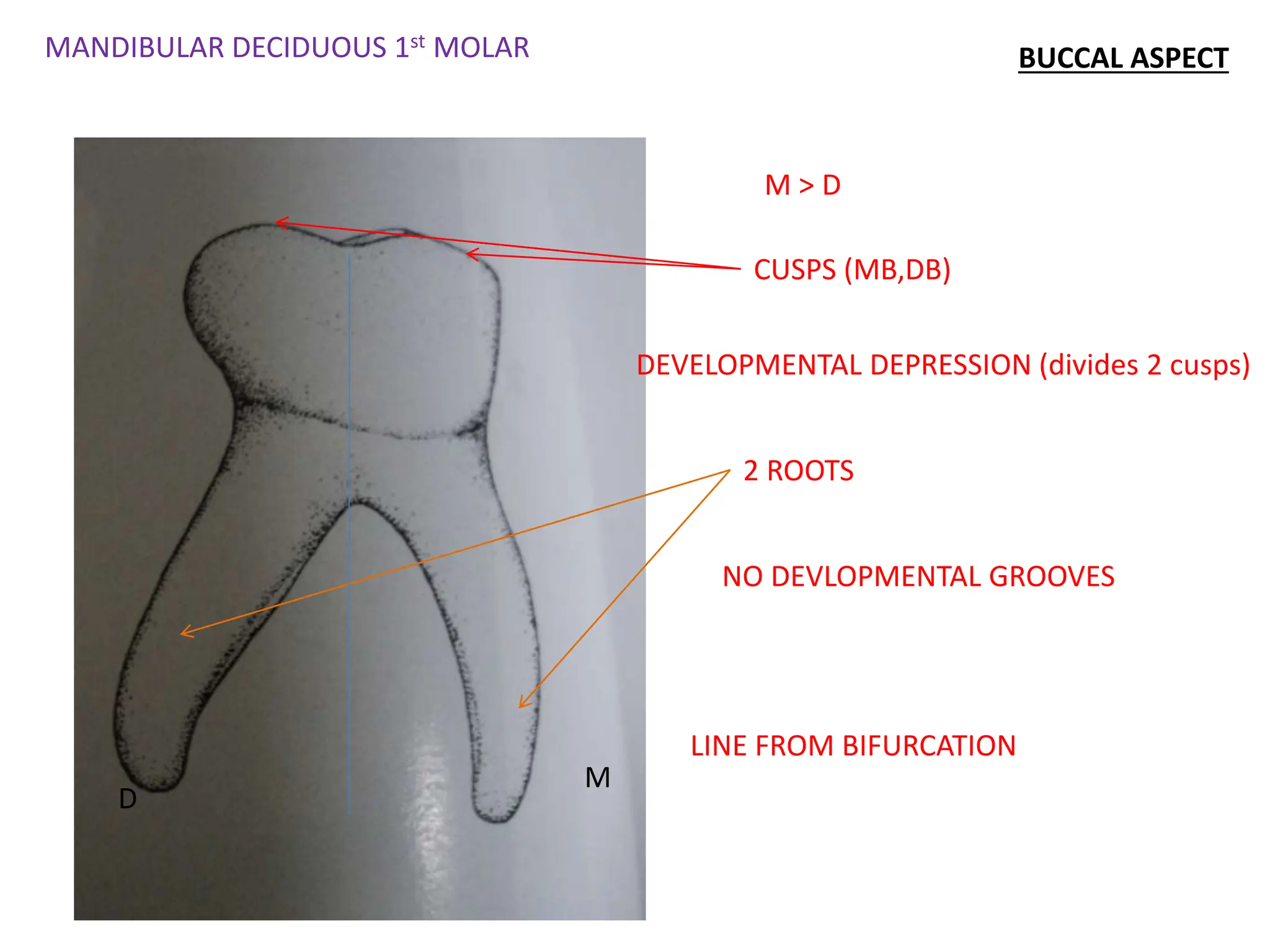 CHRONOLOGY AND MORPHOLOGY OF DECIDUOUS MANDIBULAR POSTERIORS.pptx