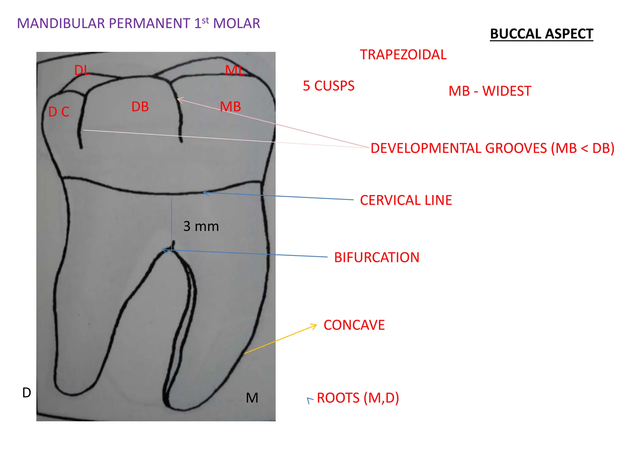 CHRONOLOGY AND MORPHOLOGY OF DECIDUOUS MANDIBULAR POSTERIORS.pptx