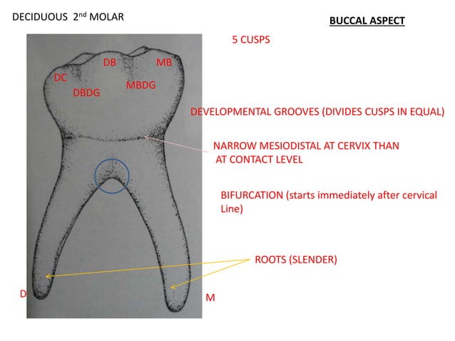 CHRONOLOGY AND MORPHOLOGY OF DECIDUOUS MANDIBULAR POSTERIORS.pptx