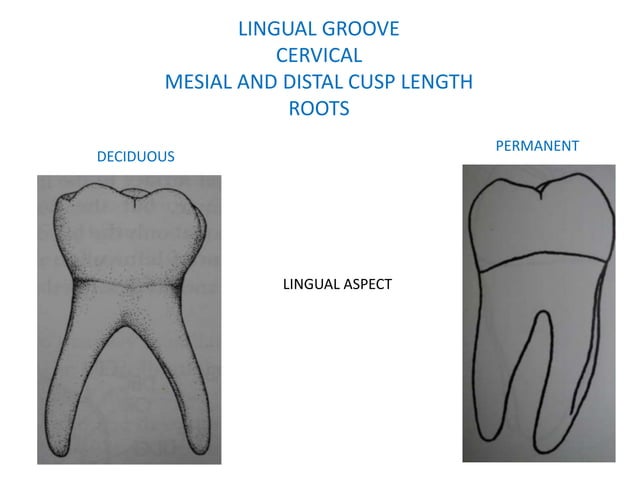 CHRONOLOGY AND MORPHOLOGY OF DECIDUOUS MANDIBULAR POSTERIORS.pptx