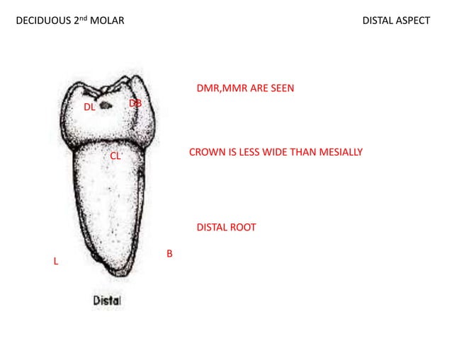 CHRONOLOGY AND MORPHOLOGY OF DECIDUOUS MANDIBULAR POSTERIORS.pptx