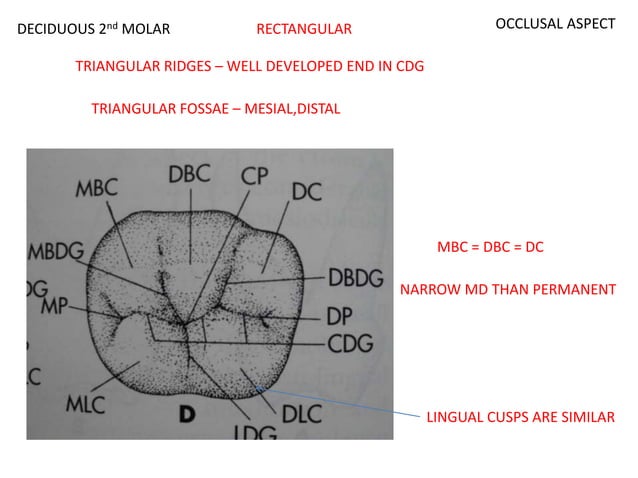 CHRONOLOGY AND MORPHOLOGY OF DECIDUOUS MANDIBULAR POSTERIORS.pptx
