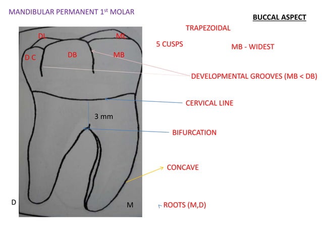CHRONOLOGY AND MORPHOLOGY OF DECIDUOUS MANDIBULAR POSTERIORS.pptx
