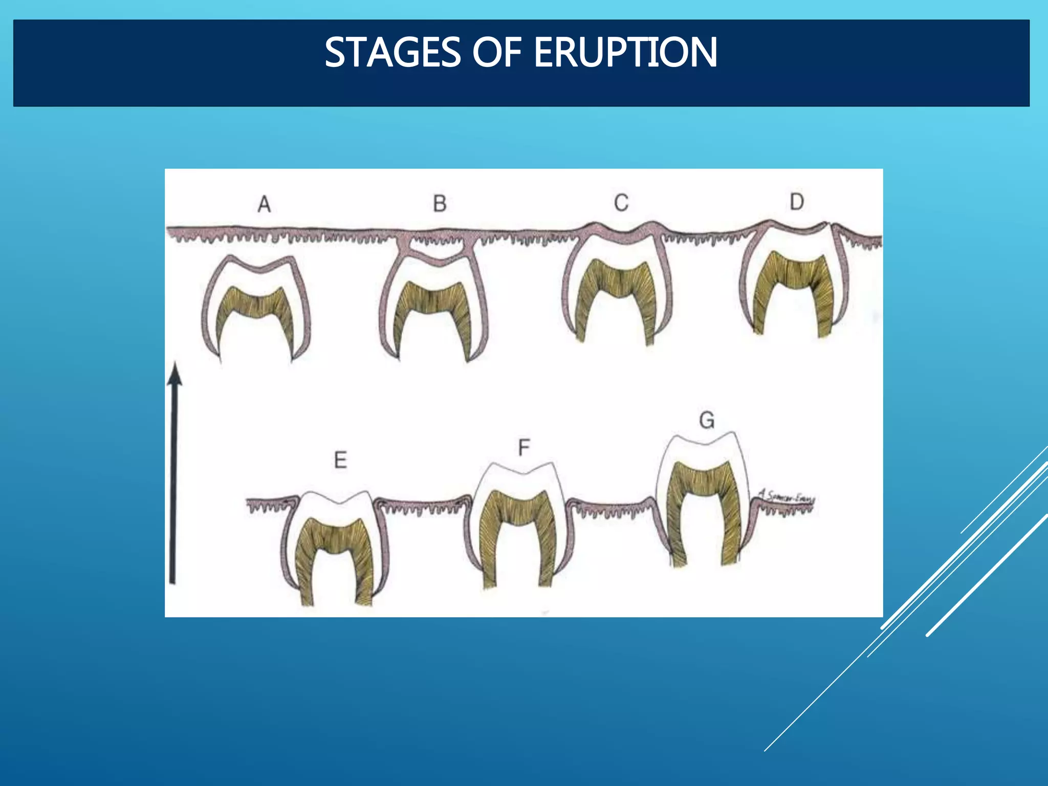 Chronology of Primary Dentition | PPTX