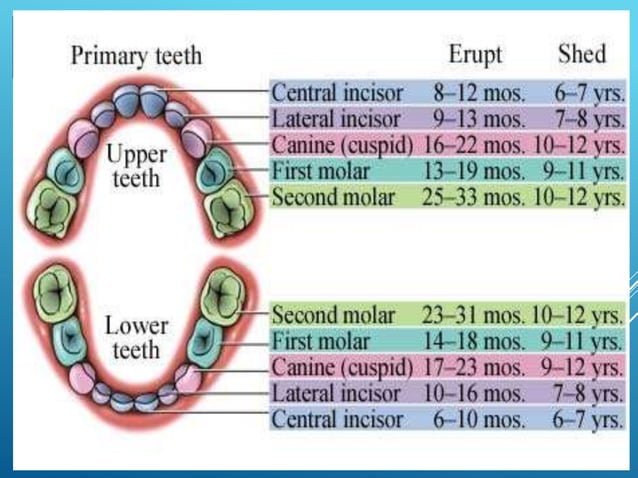 Chronology of Primary Dentition