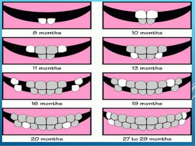 Chronology of Primary Dentition