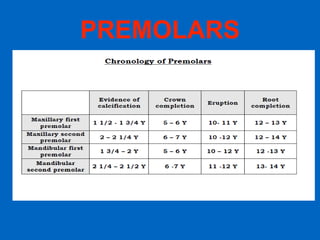 Chronology of crown formation | PPTX