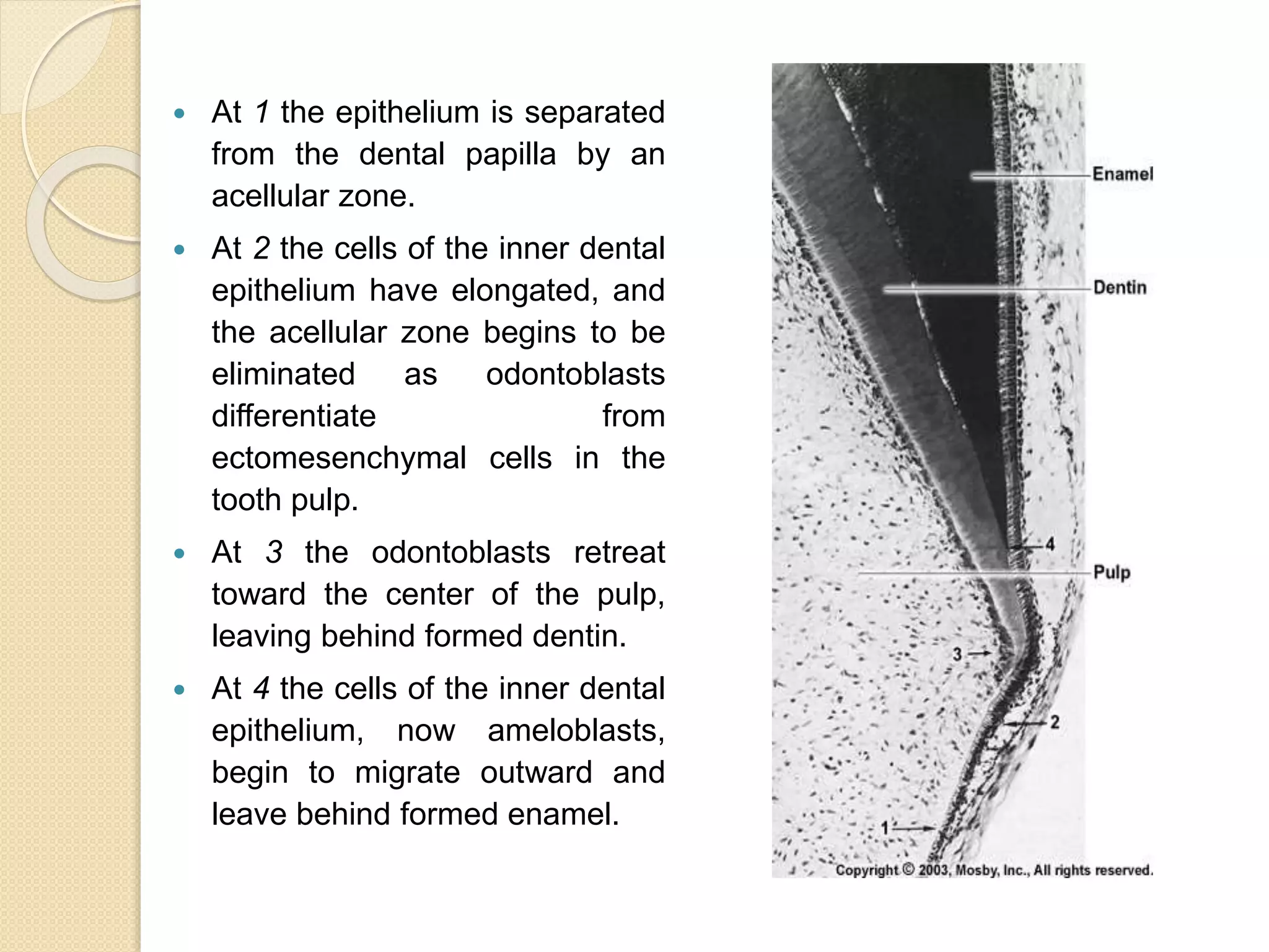 Chronology of dental development and development of occlusion | PPTX