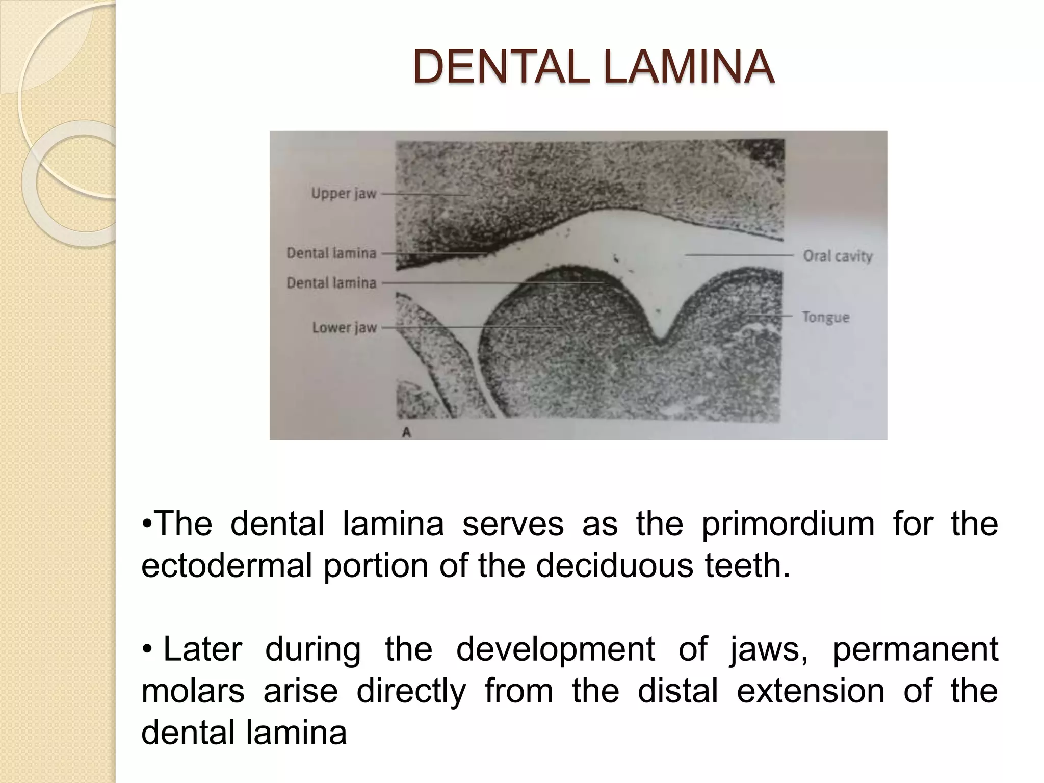 Chronology of dental development and development of occlusion | PPTX