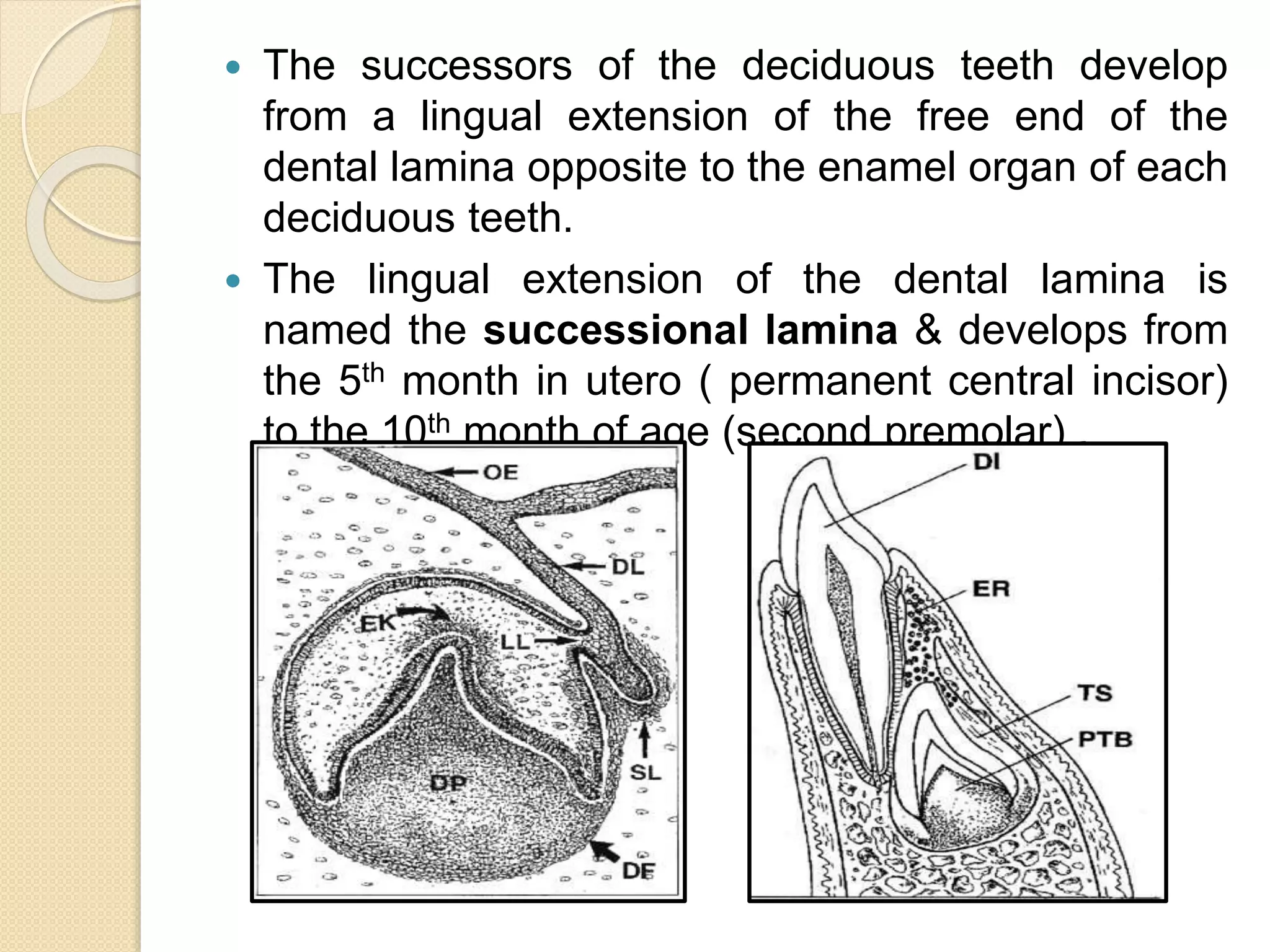 Chronology of dental development and development of occlusion | PPTX