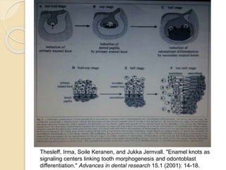 Chronology of dental development and development of occlusion | PPTX