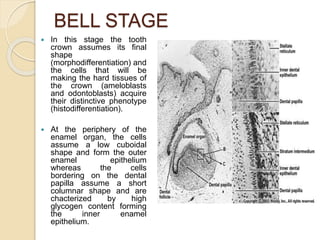 Chronology of dental development and development of occlusion | PPTX