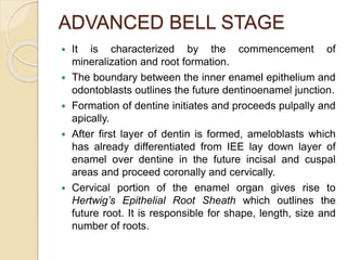 Chronology of dental development and development of occlusion | PPTX