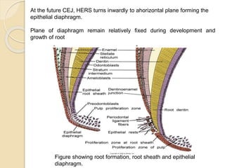 Chronology of dental development and development of occlusion | PPTX