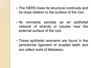 Chronology of dental development and development of occlusion | PPTX