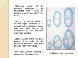 Chronology of dental development and development of occlusion | PPTX