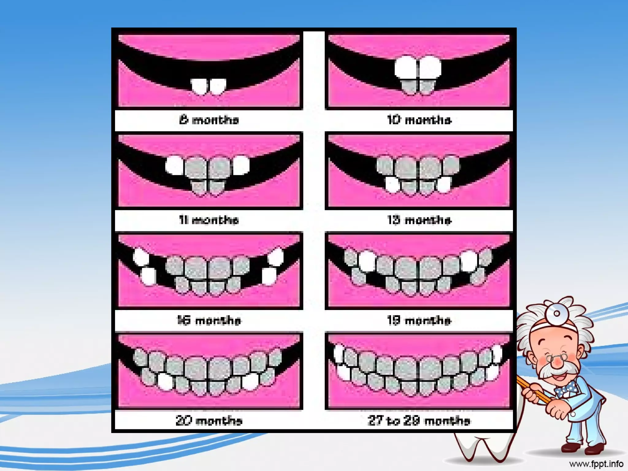 Chronology of primary and permanent dention | PPT