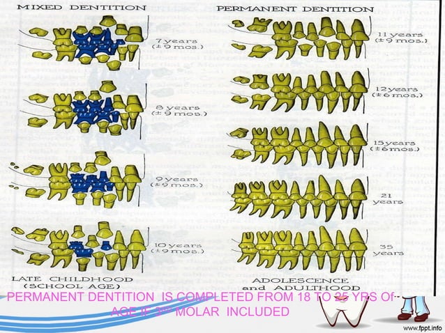 Chronology of primary and permanent dention | PPT | Dental Health ...