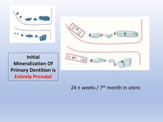 Chronology of Primary and Permanent Teeth-D. Saba Arshad.pptx | Dental ...