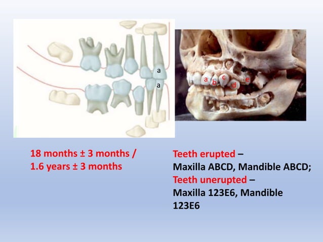Chronology of Primary and Permanent Teeth-D. Saba Arshad.pptx | Dental ...