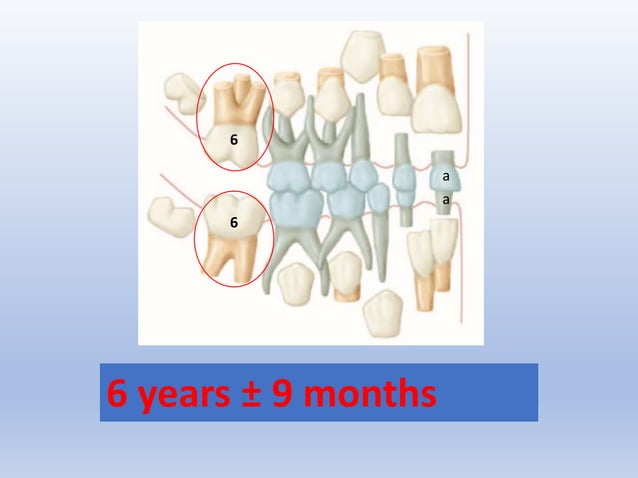 Chronology of Primary and Permanent Teeth-D. Saba Arshad.pptx | Dental ...