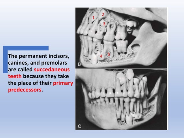 Chronology of Primary and Permanent Teeth-D. Saba Arshad.pptx | Dental ...