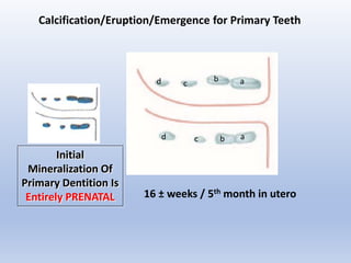 Chronology of Primary and Permanent Teeth-D. Saba Arshad.pptx