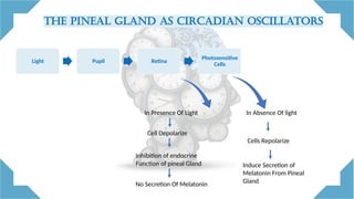 Chronopharmacology: Biological Rhythms.pptx