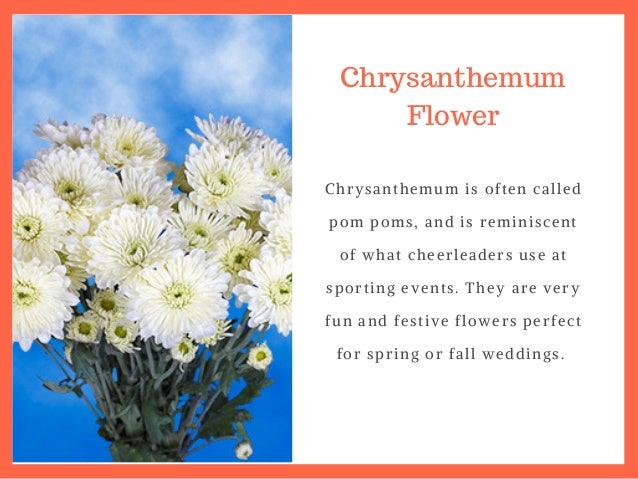 Chrysanthemum Description Types Taxonomy Britannica