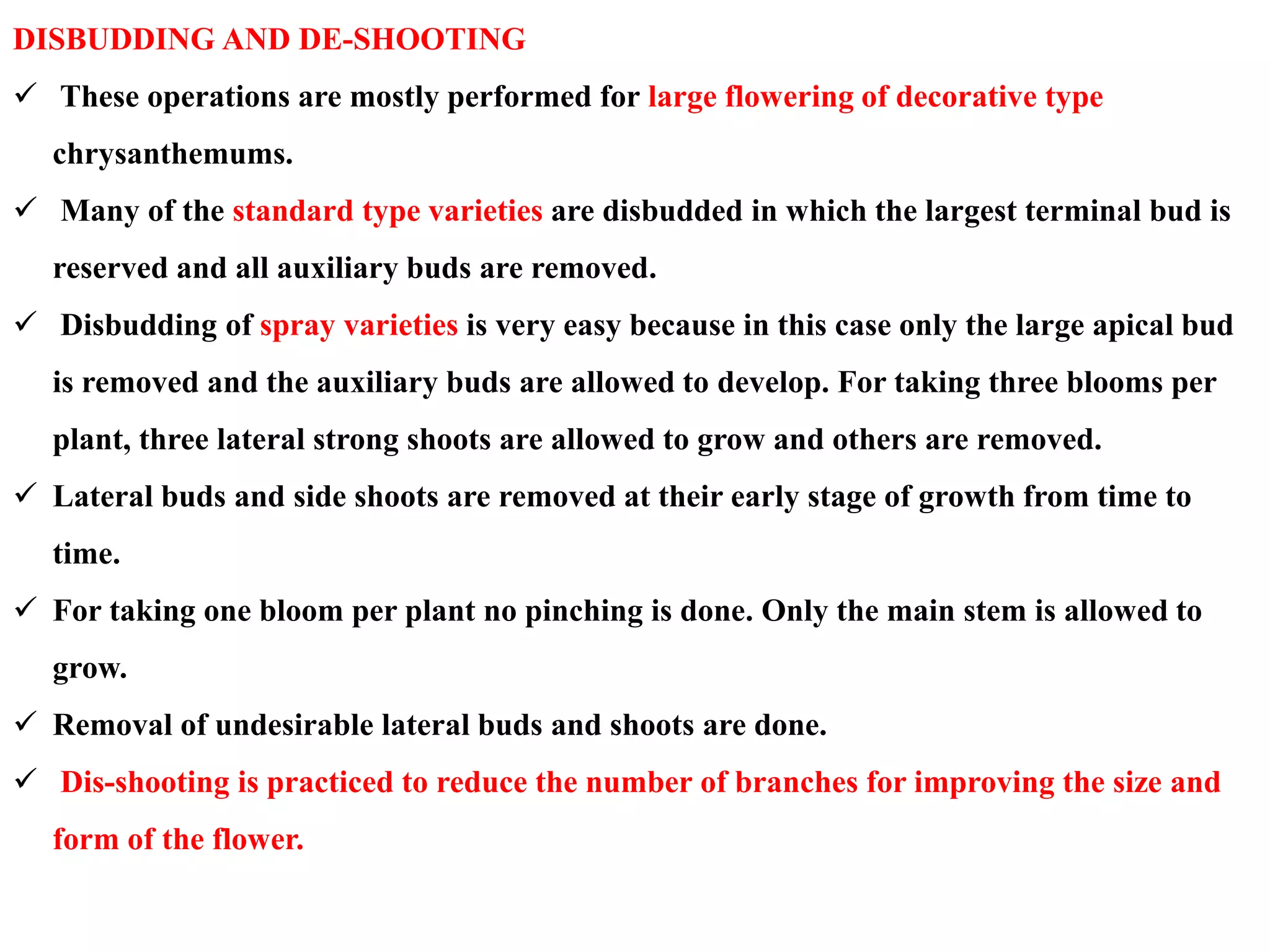 Chrysanthemum | PPTX