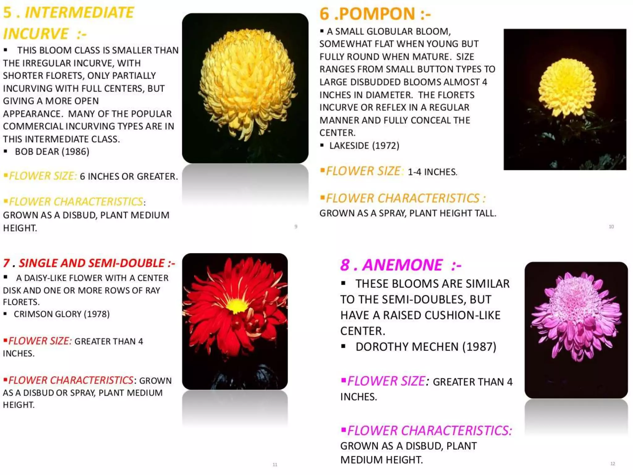 Chrysanthemum | PPTX
