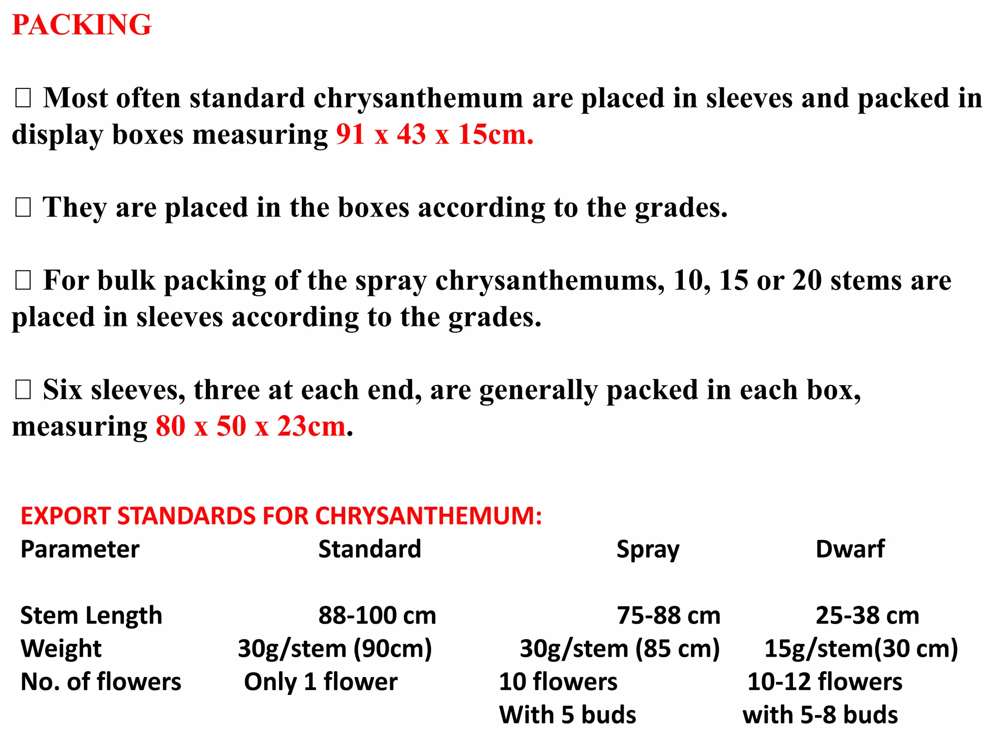 Chrysanthemum | PPTX