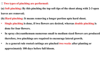 Chrysanthemum | PPTX