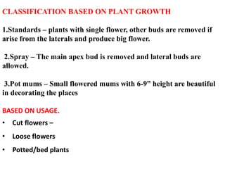 Chrysanthemum | PPTX