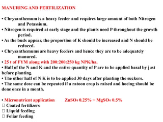 Chrysanthemum | PPTX