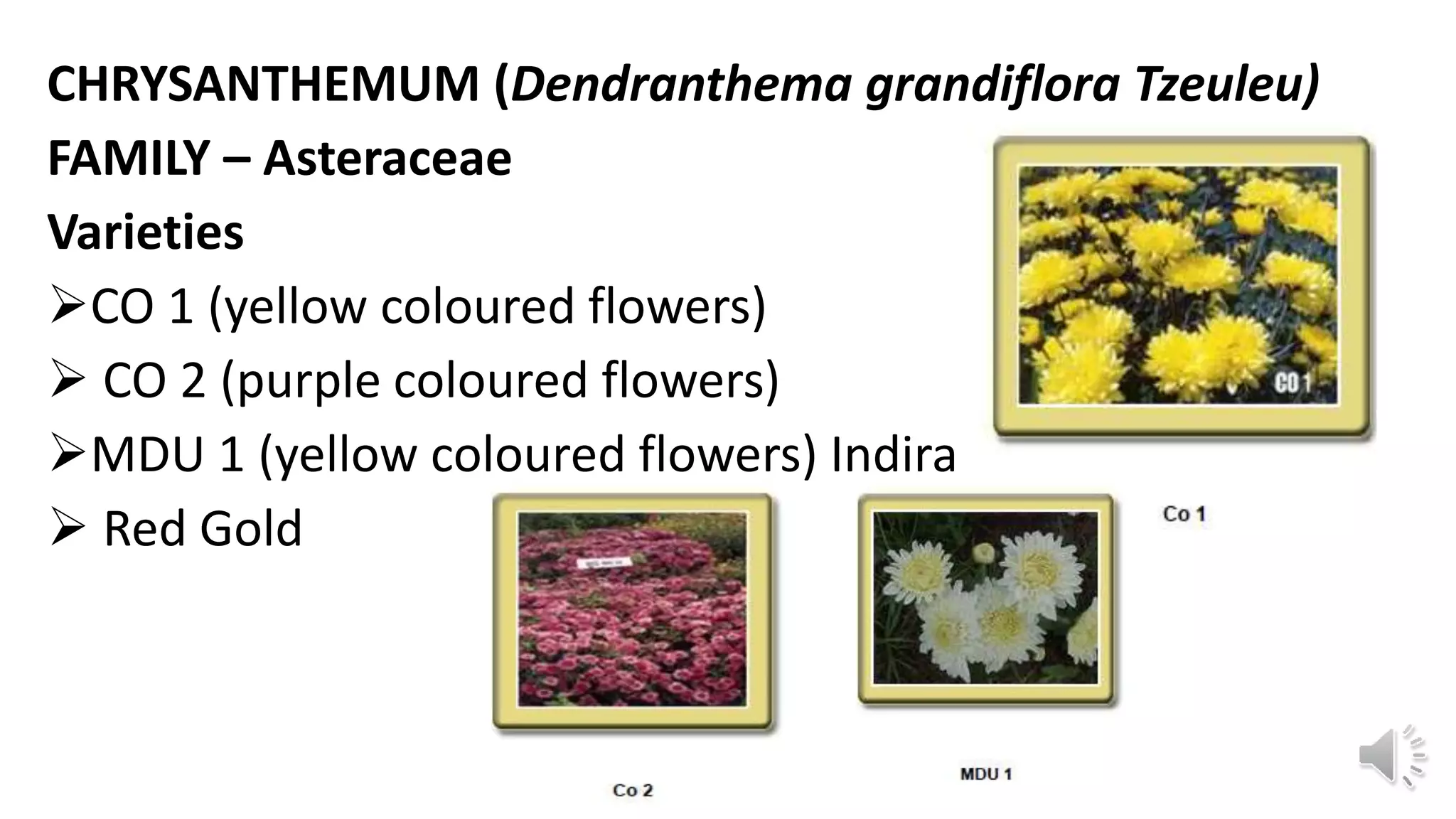 Chrysanthemum | PPTX